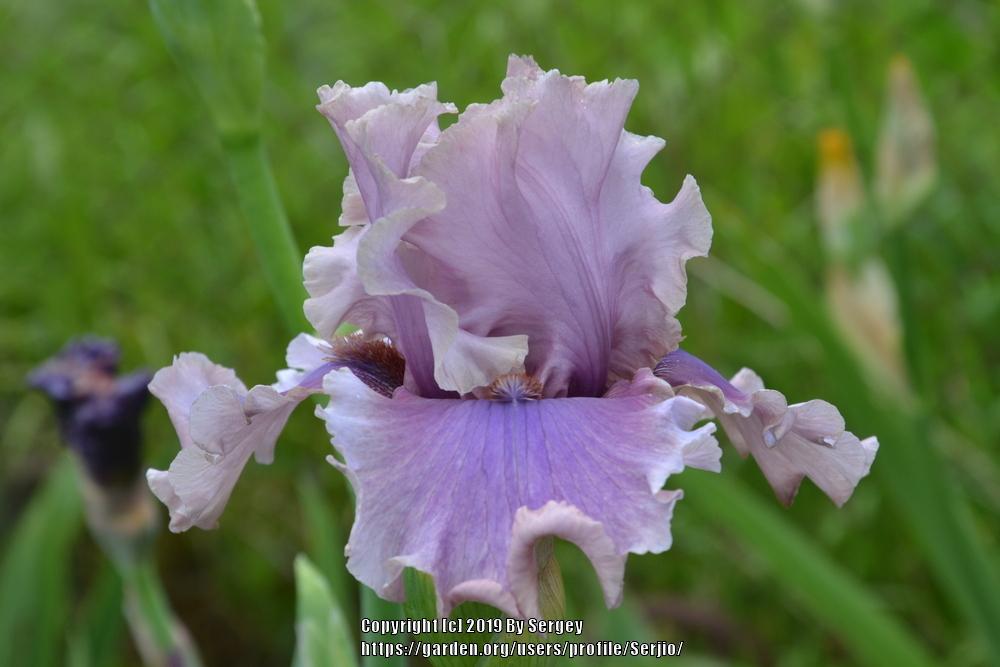 Tall Bearded Iris (Iris 'Sirocco Mist') in the Irises Database - Garden.org