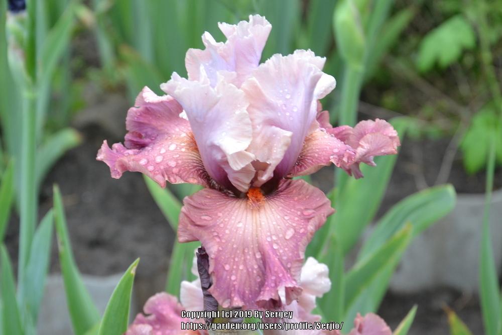 Tall Bearded Iris (Iris 'Sherbet Bomb') in the Irises Database - Garden.org