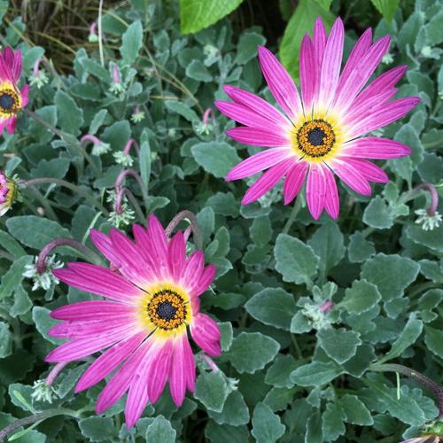 Cape Daisy (Arctotis 'Opera Rose') - Garden.org