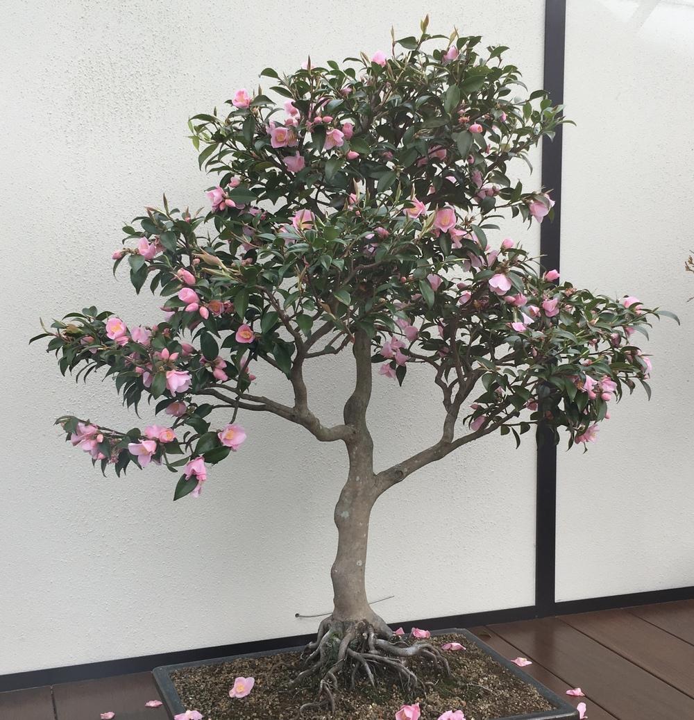 Camellia 'Minato-no-haru' in the Camellias Database - Garden.org