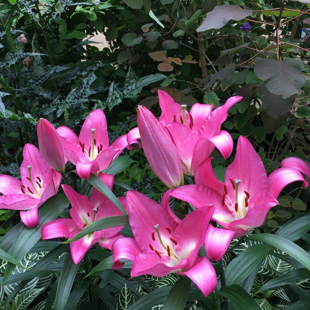 Lily (Lilium 'Essence') in the Lilies Database - Garden.org