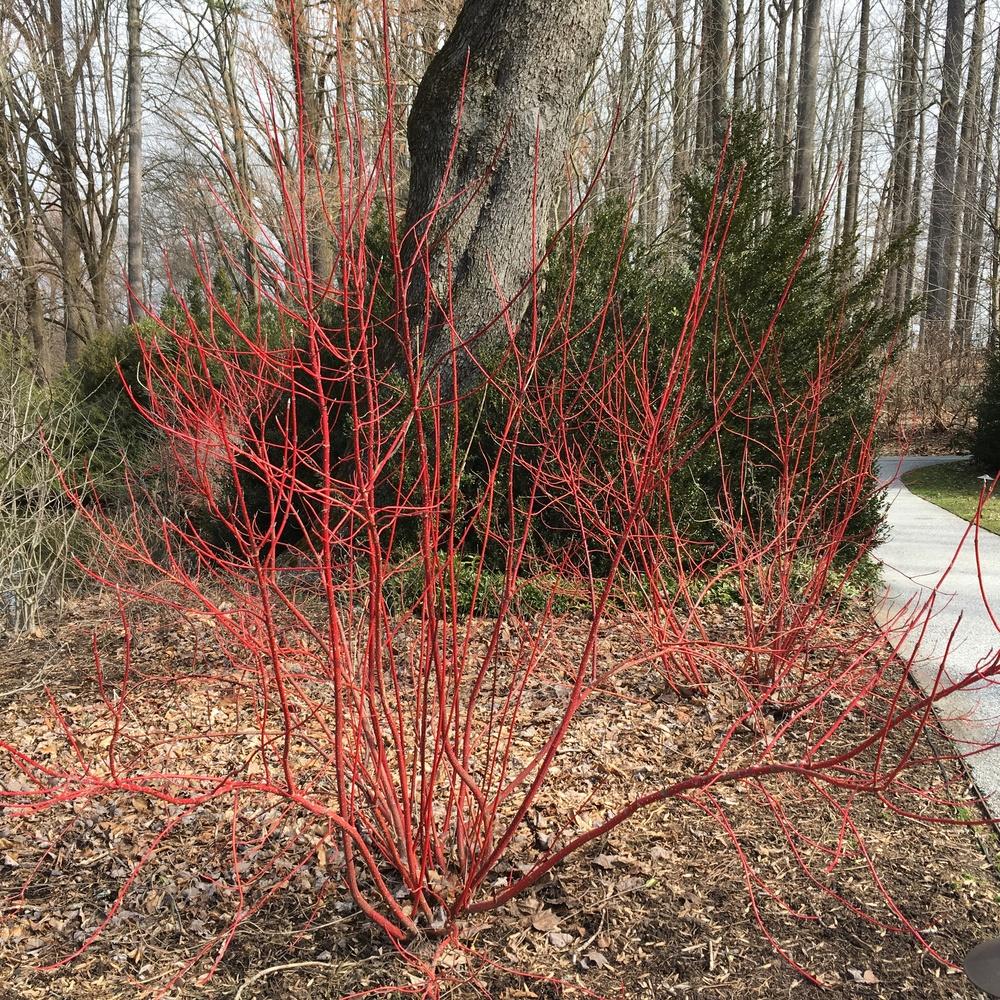 Photo of the entire plant of Tatarian Dogwood (Cornus alba First ...