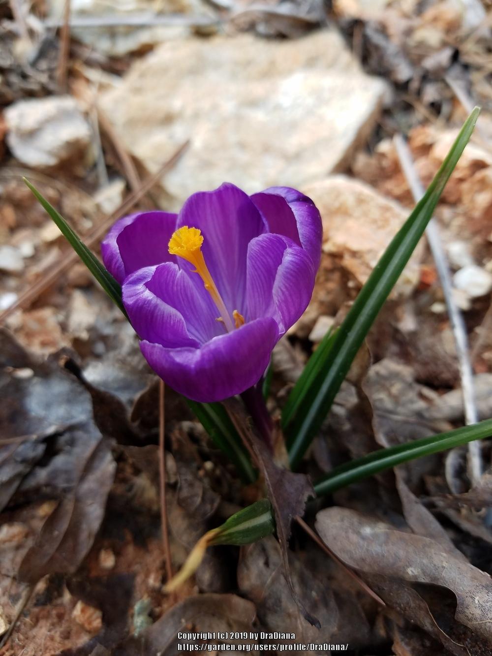 Crocus: Plant Care and Collection of Varieties - Garden.org