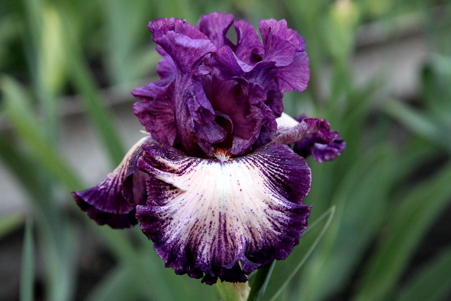 Photo of the bloom of Tall Bearded Iris (Iris 'Blushing Grapes') posted ...