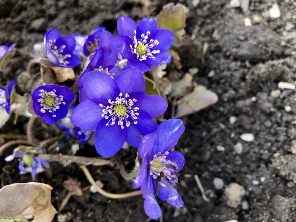 Photo of the bloom of Common Hepatica (Hepatica nobilis) posted by ...
