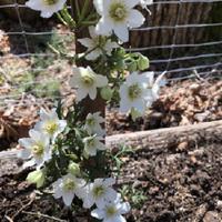Clematis (Clematis x cartmanii 'Joe') in the Clematis Database - Garden.org
