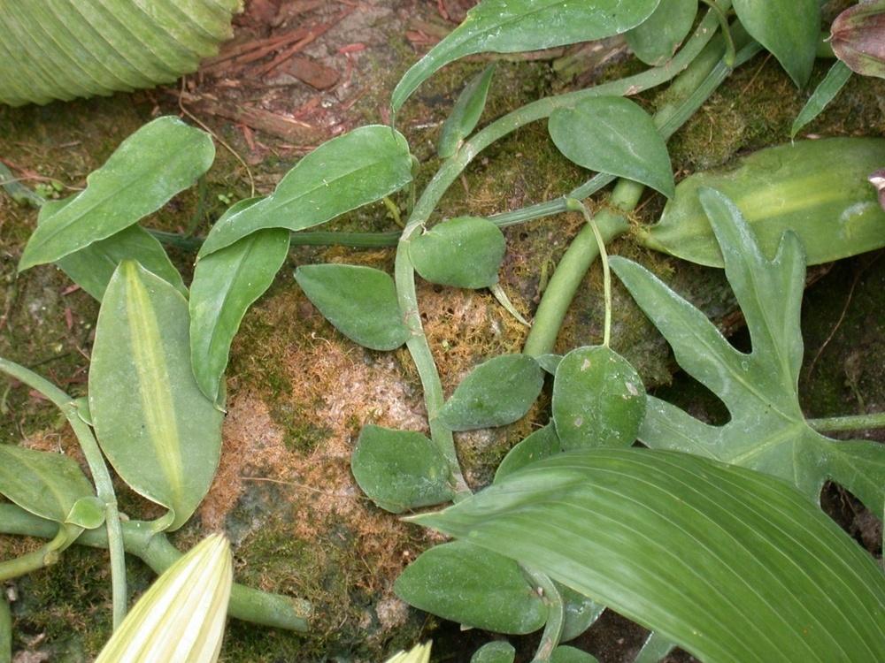 Rhaphidophora pachyphylla - Garden.org