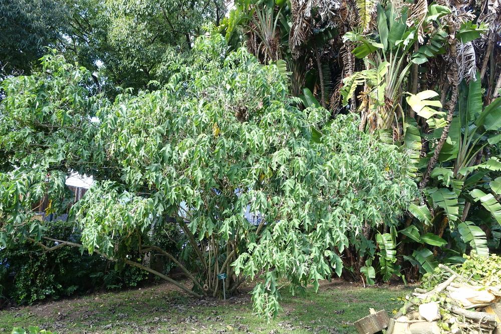 Pom Pom Tree (Montanoa bipinnatifida) - Garden.org