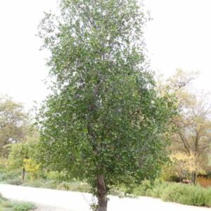 Soap Bark Tree (Quillaja saponaria) - Garden.org