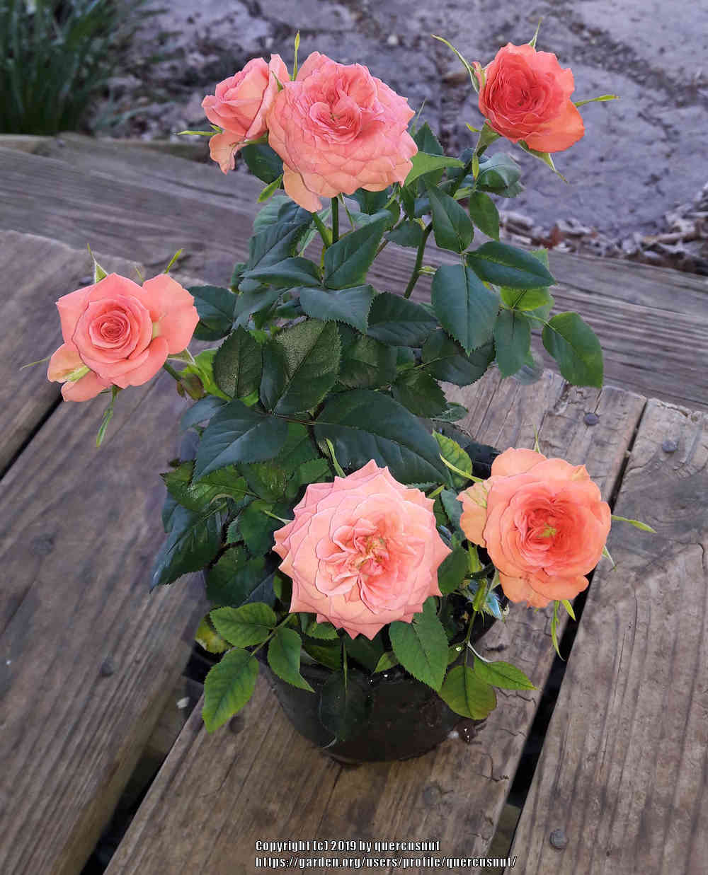 Mini rose turning yellow and dying in the Roses forum - Garden.org