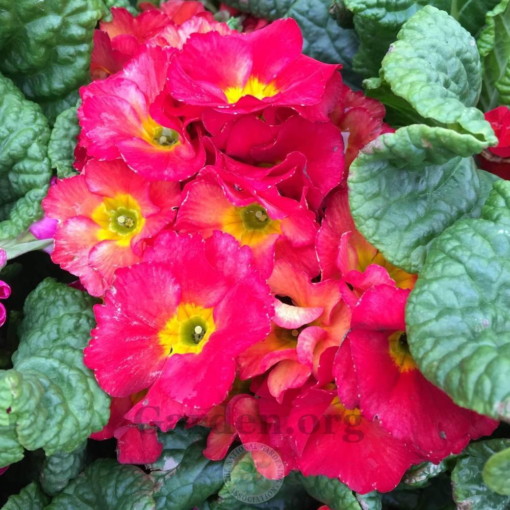 Primrose (Primula vulgaris subsp. vulgaris Primlet® Scarlet Red Shades ...