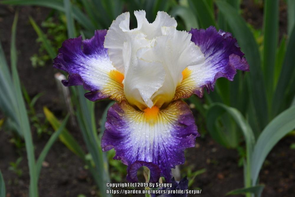 Tall Bearded Iris (Iris 'Stage Presence') in the Irises Database ...