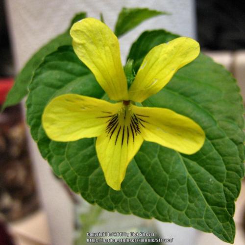 Trailing Yellow Violet (Viola sempervirens) in the Violas Database ...