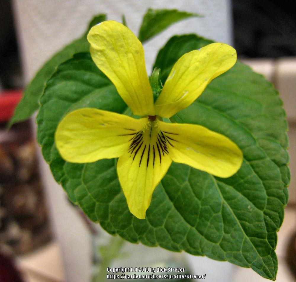 Photo of the bloom of Trailing Yellow Violet (Viola sempervirens ...