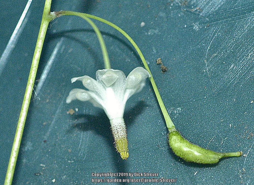 Northern Inside-Out Flower (Vancouveria hexandra) - Garden.org