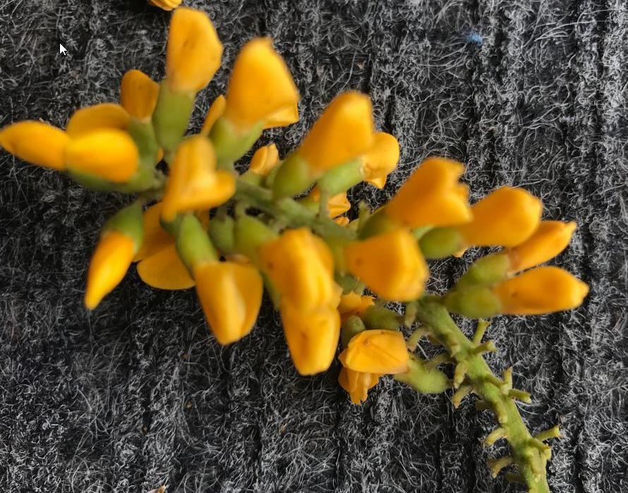 Tree identification in the Plant ID forum - Garden.org