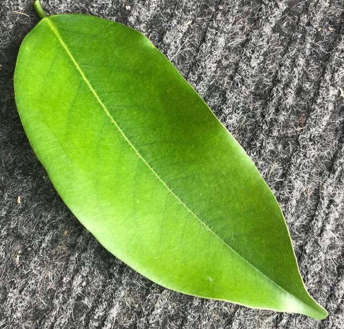 Tree identification in the Plant ID forum - Garden.org