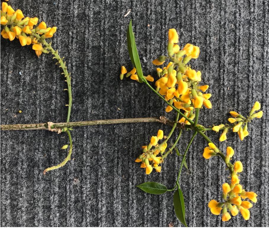 Tree identification in the Plant ID forum - Garden.org