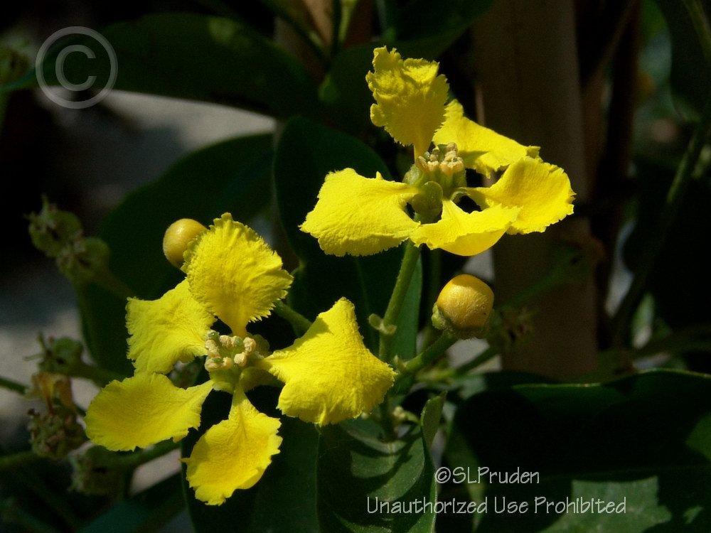 Brazilian Golden Vine (Stigmaphyllon ciliatum) - Garden.org