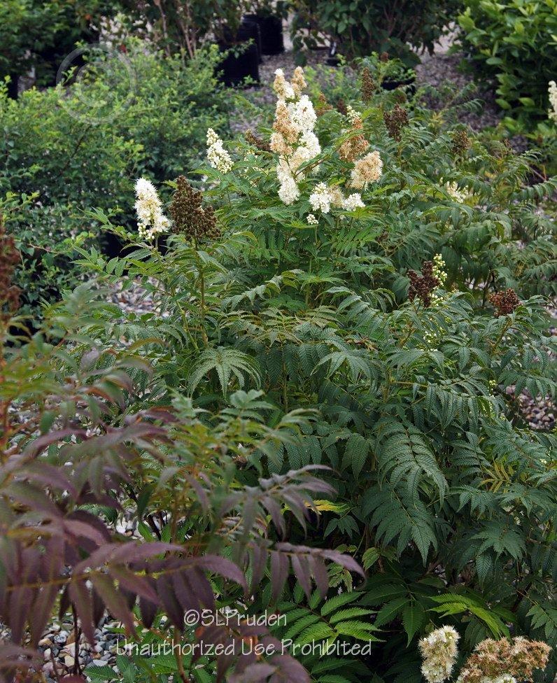 Photo of the entire plant of Ural False Spirea (Sorbaria sorbifolia ...