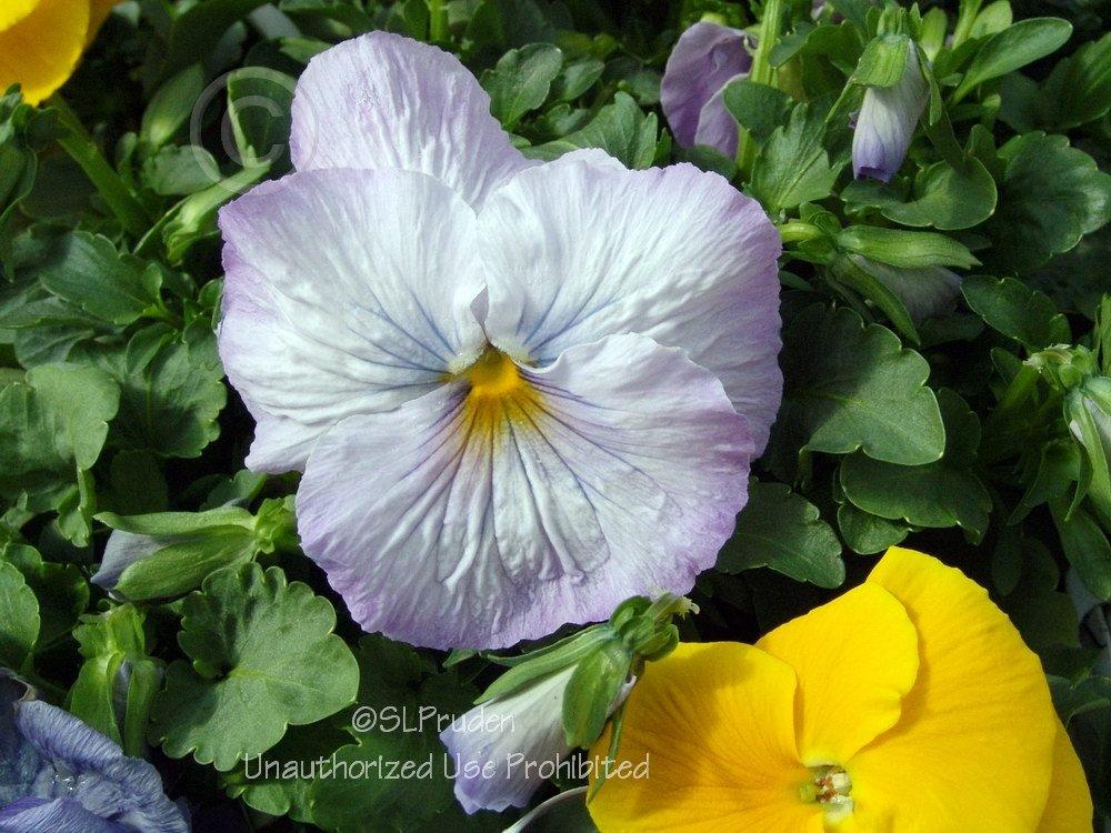 Photo of the bloom of Pansy (Viola x wittrockiana Delta™ Monet Mix ...