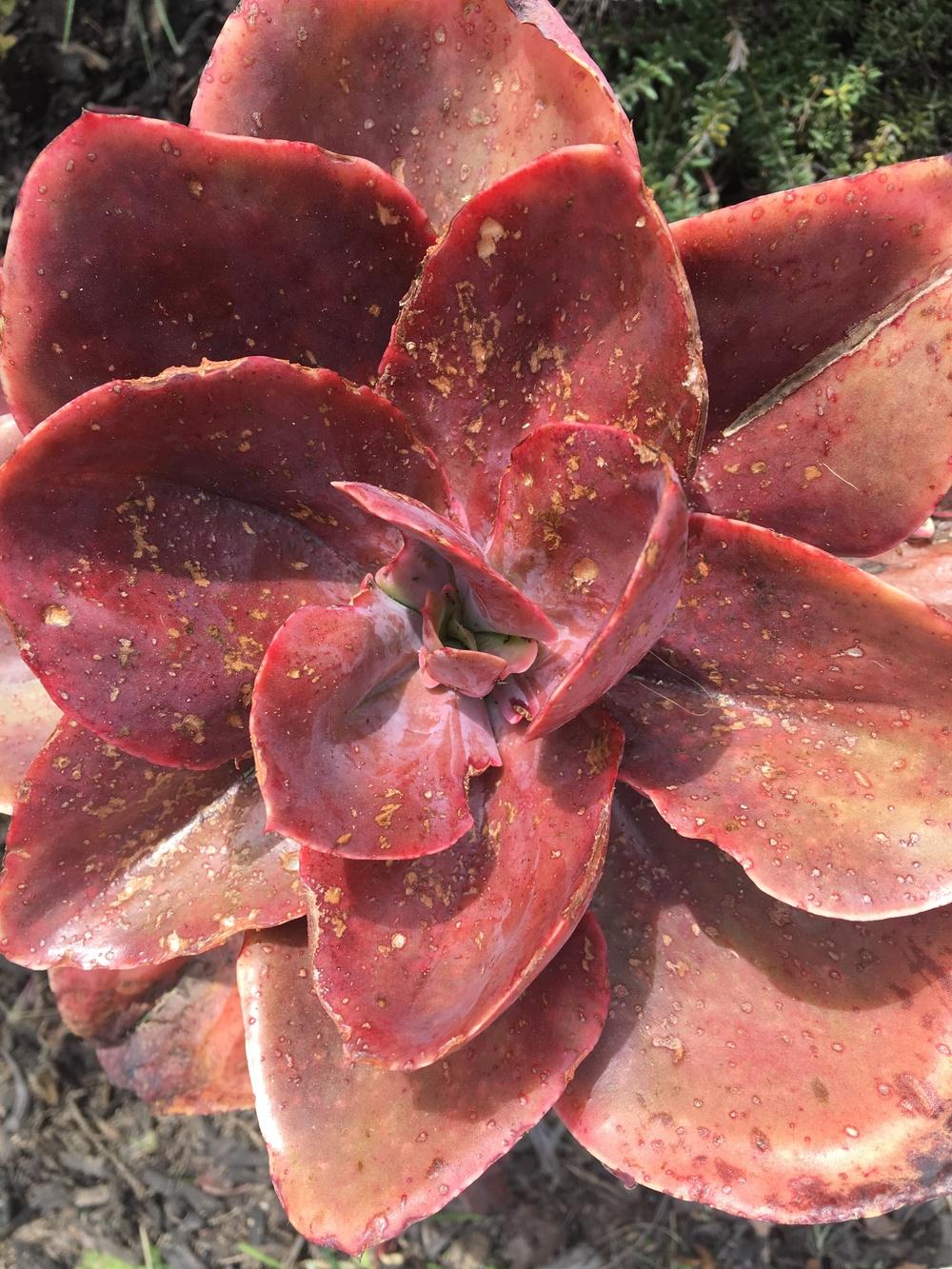Can anyone identify this succulent disease? in the Pests and Diseases ...