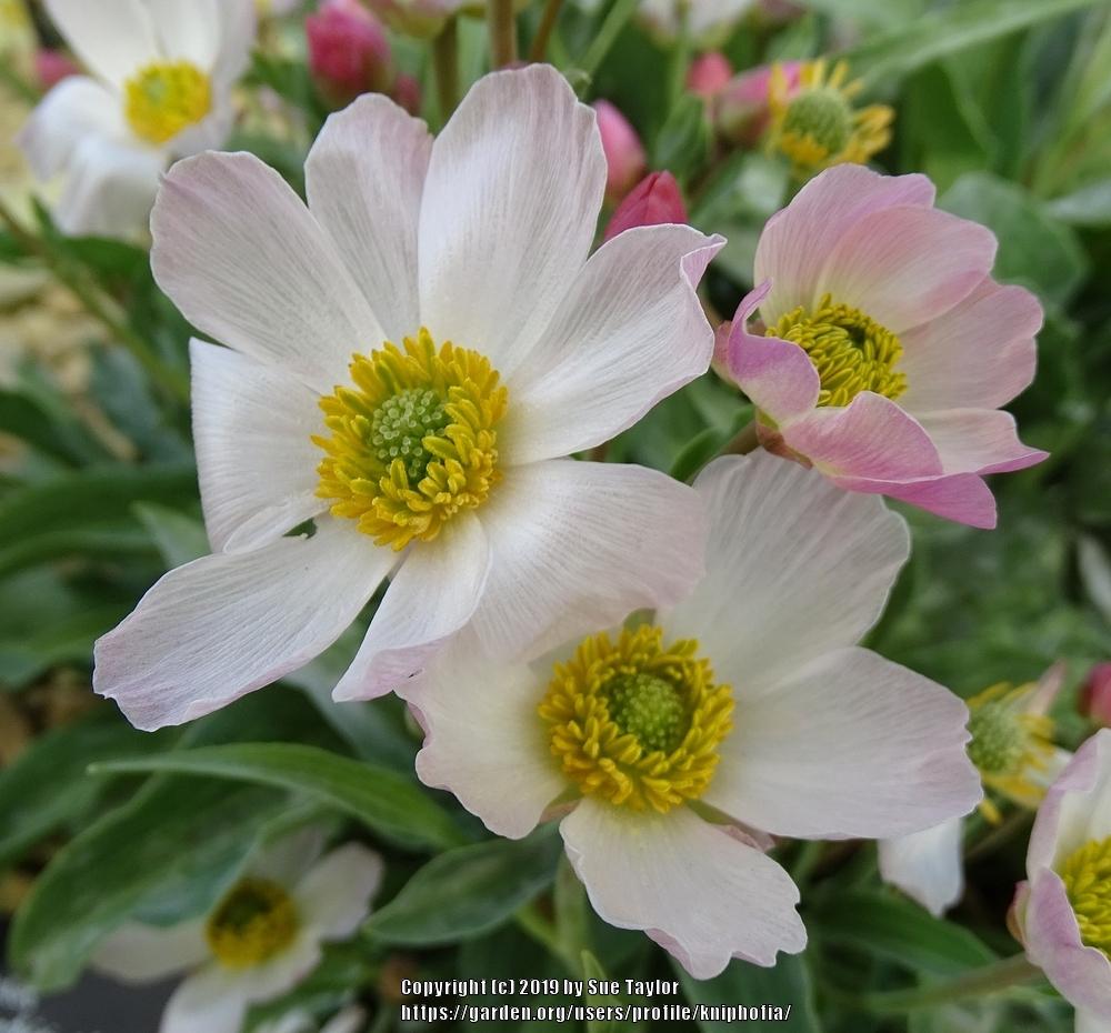 High Alpine Buttercup (Ranunculus calandrinioides) - Garden.org