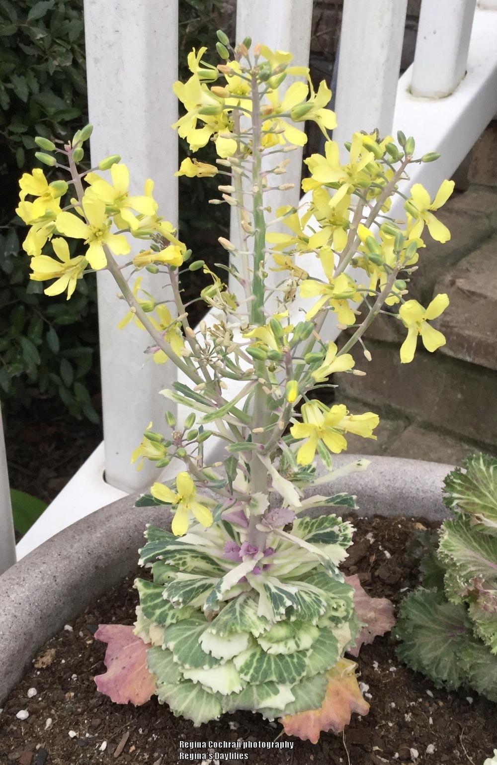Flowering Cabbage (Brassica oleracea var. viridis 'Pigeon Victoria') in ...