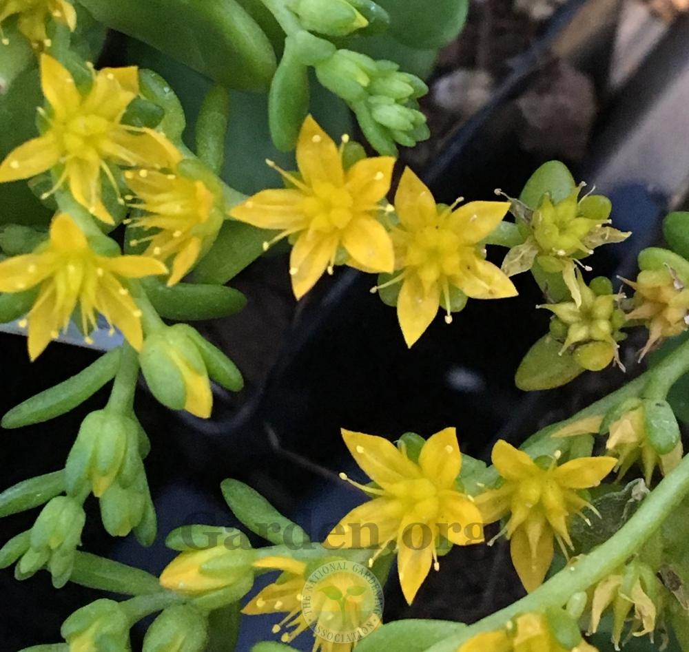 Photo of the bloom of Lesser Mexican Stonecrop (Sedum confusum) posted ...