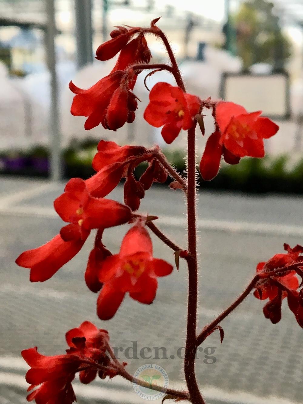 Coral Bells (Heuchera sanguinea 'Ruby Bells') in the Coral Bells ...