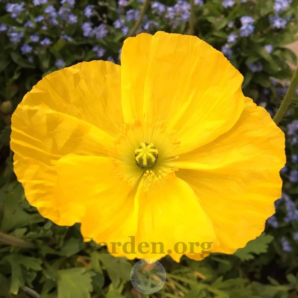 Poppies: Plant Care and Collection of Varieties - Garden.org