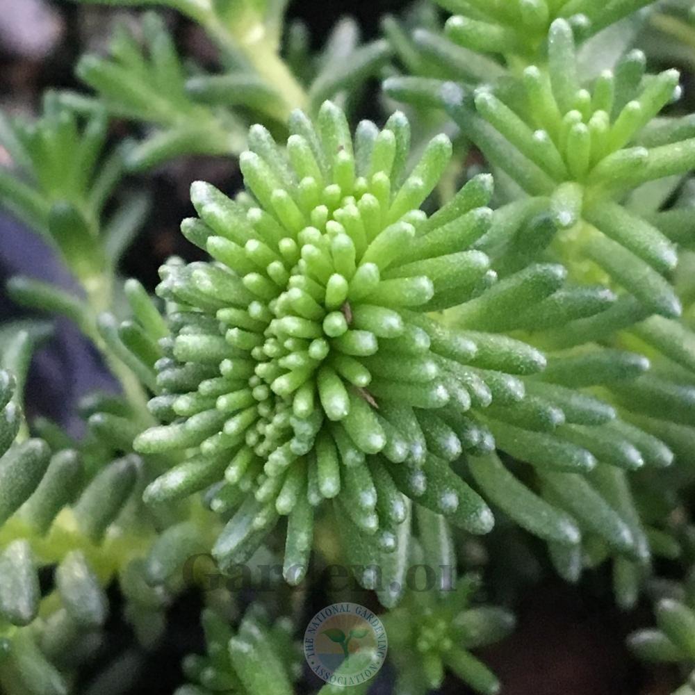 Sedums: Plant Care and Collection of Varieties - Garden.org