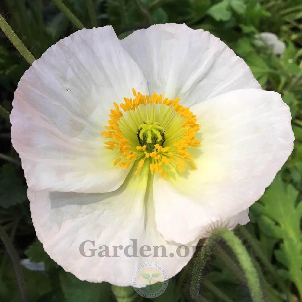 Poppies: Plant Care and Collection of Varieties - Garden.org