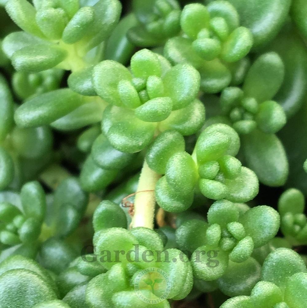 Sedums: Plant Care and Collection of Varieties - Garden.org