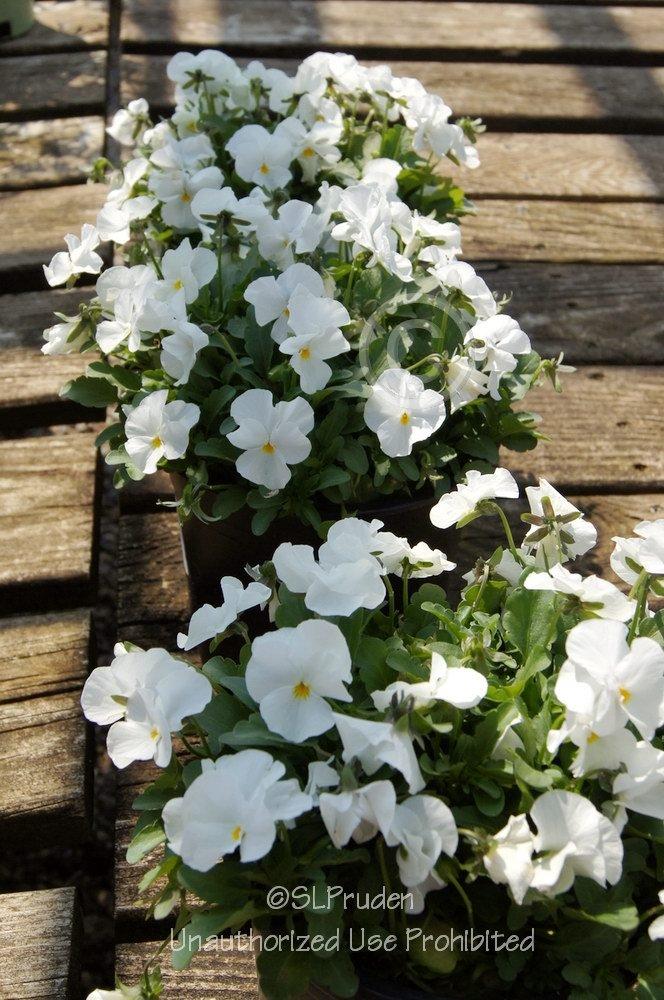 Horned Violet (Viola cornuta 'White Perfection') in the Violas Database ...