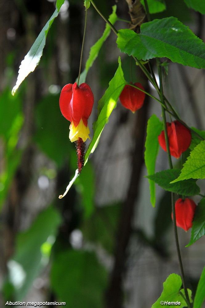 Trailing Abutilon (Callianthe megapotamica) in the Abutilons Database ...