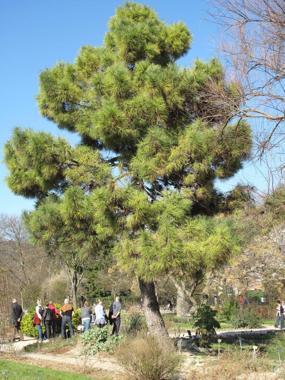 Maritime Pine (Pinus pinaster subsp. pinaster) - Garden.org