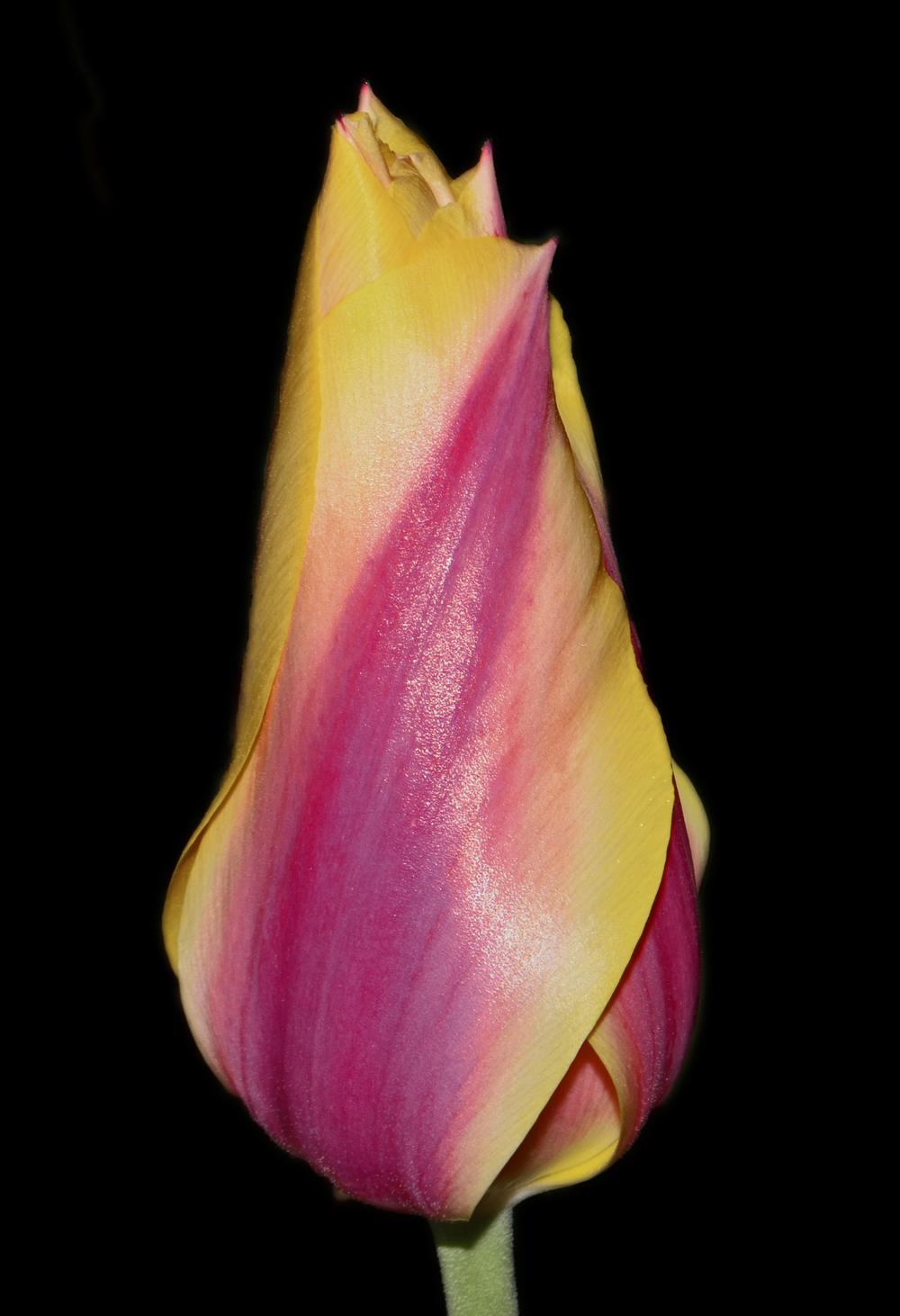 Single Late Tulip (Tulipa 'Blushing Beauty') in the Tulips Database ...