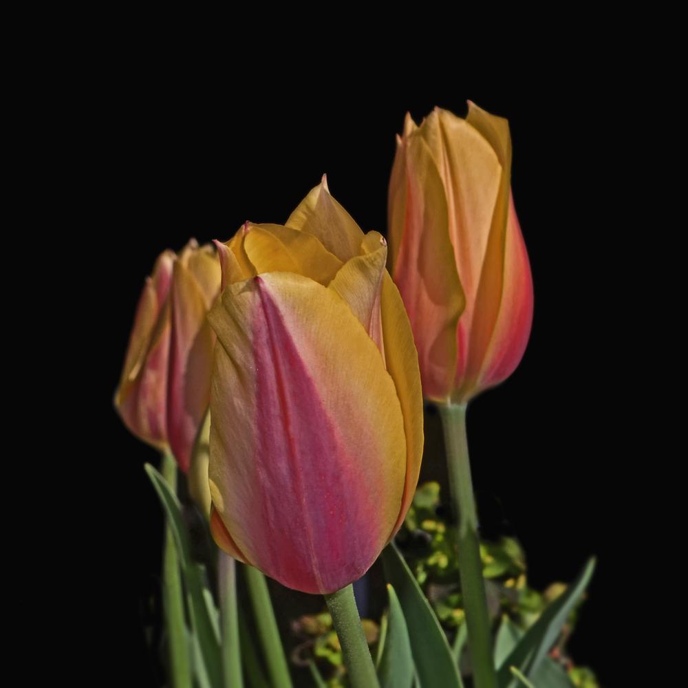 Single Late Tulip (Tulipa 'Blushing Beauty') in the Tulips Database ...