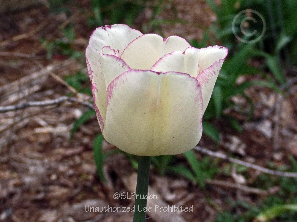 Triumph Tulip (Tulipa 'Mata Hari') in the Tulips Database - Garden.org