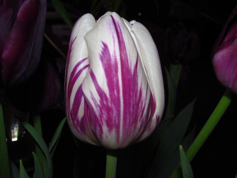 Photo of the bloom of Triumph Tulip (Tulipa 'Blueberry Ripple') posted ...