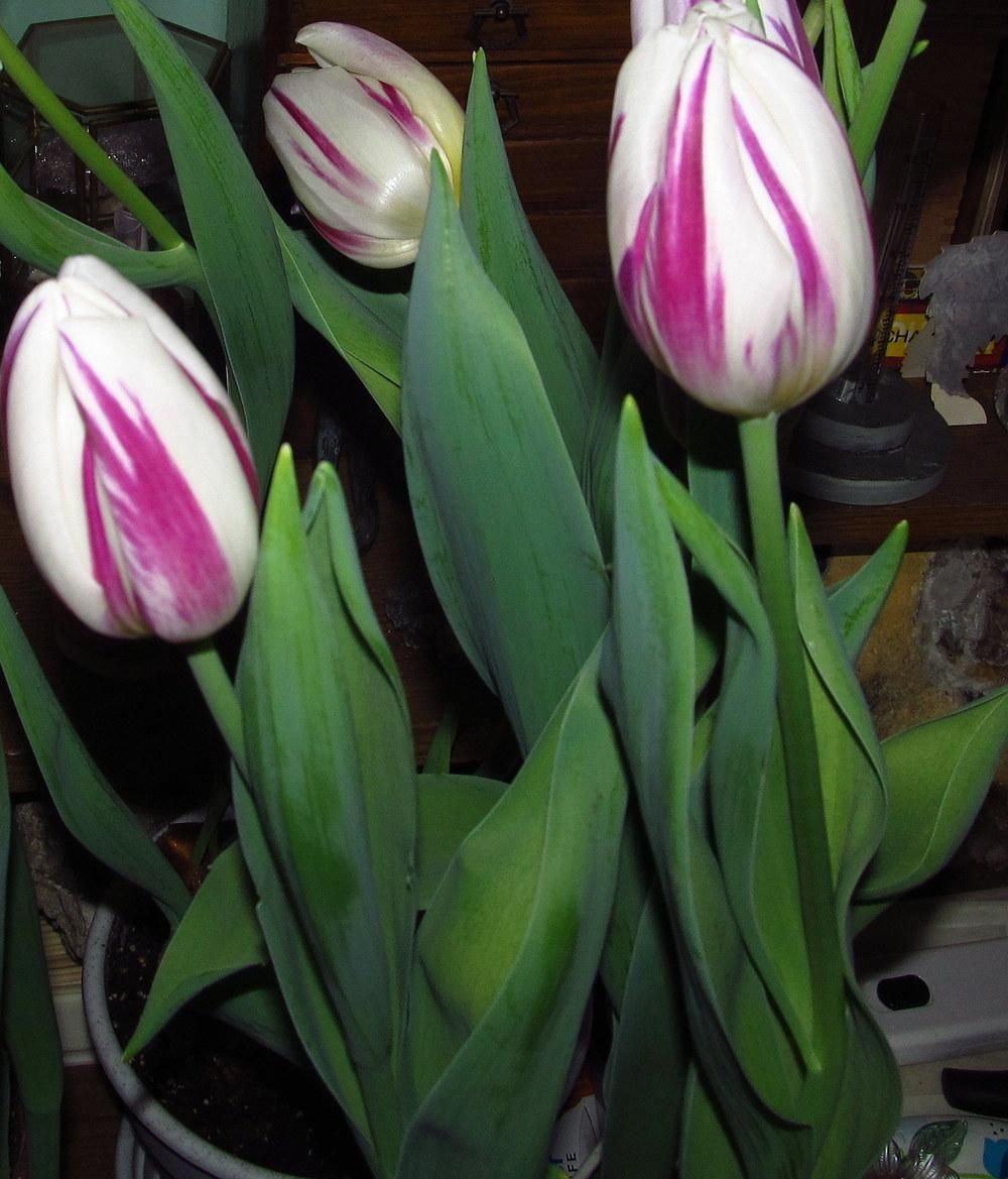 Photo of the leaves of Triumph Tulip (Tulipa 'Blueberry Ripple') posted ...