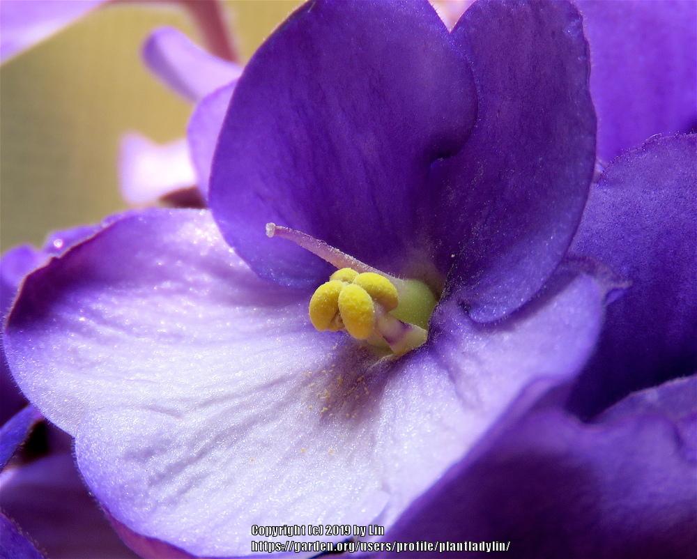Cape Primroses: Plant Care and Collection of Varieties - Garden.org