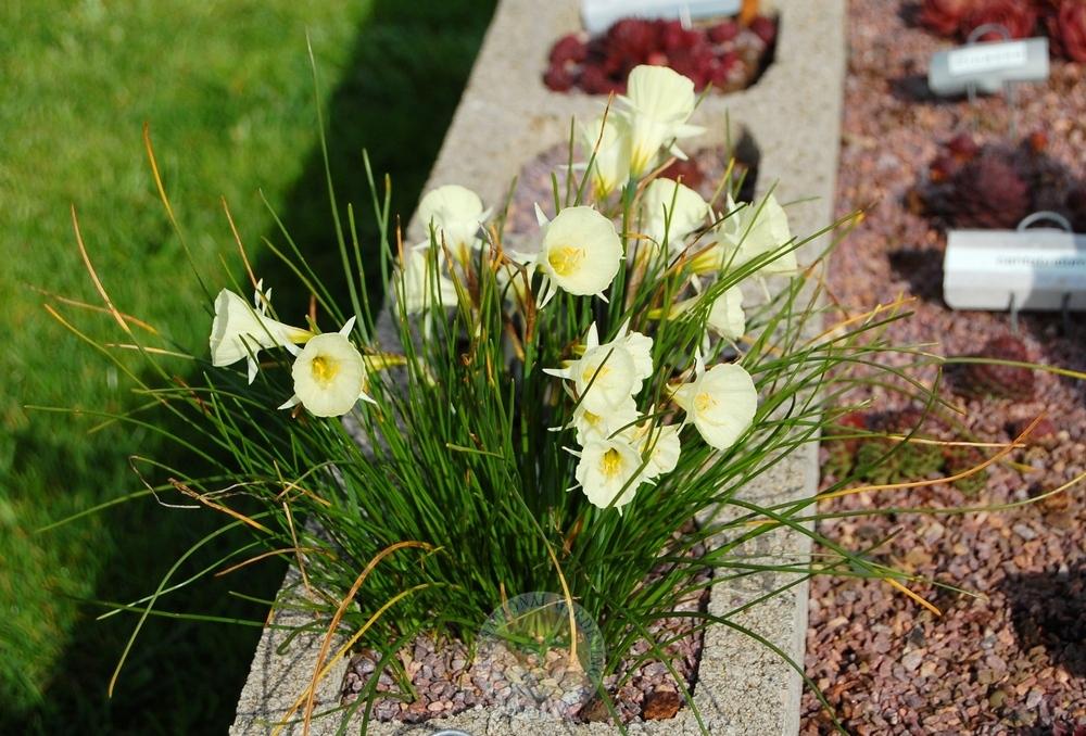 Daffodils: Plant Care and Collection of Varieties - Garden.org