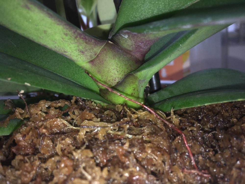 Crown rot in orchid? in the Orchids forum - Garden.org
