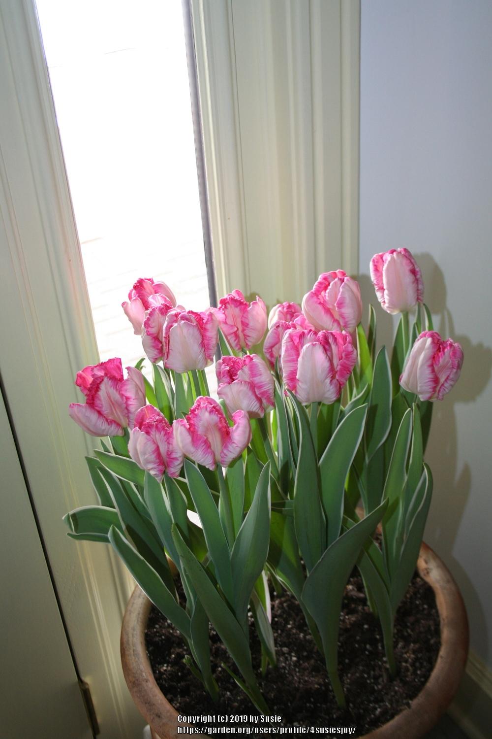 Parrot Tulip (Tulipa 'Silver Parrot') in the Tulips Database - Garden.org