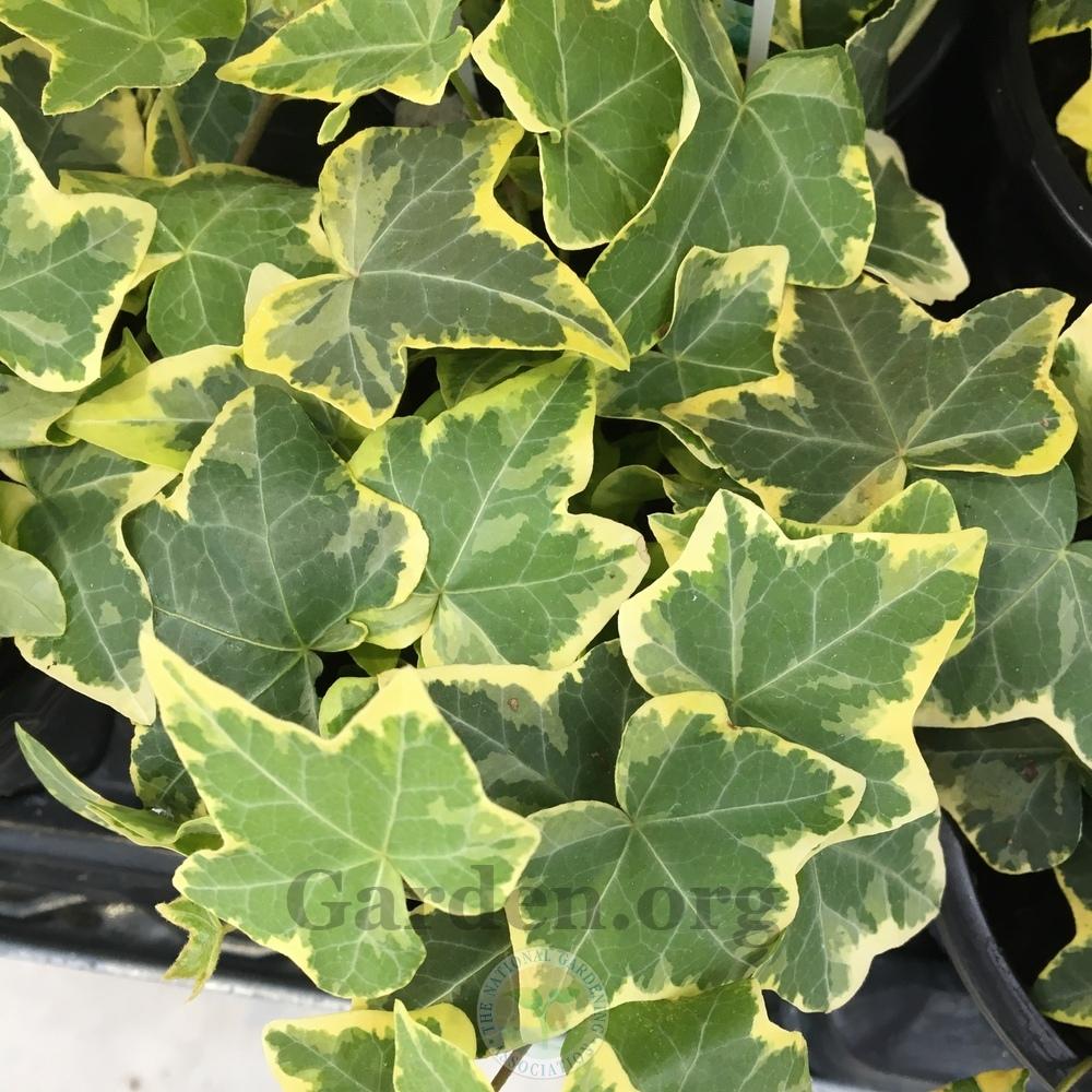 English Ivy (Hedera helix 'Gold Child') - Garden.org
