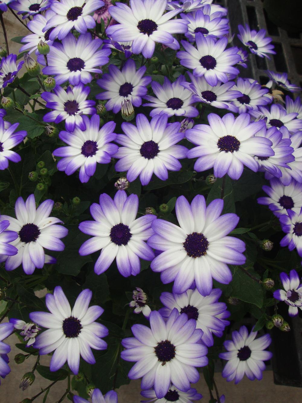 Florist's Cineraria (Pericallis Senetti® Blue Bicolor) - Garden.org