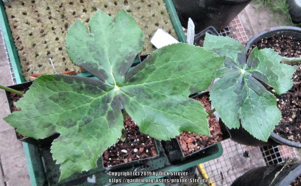 Himalayan Mayapple (Sinopodophyllum hexandrum subsp. hexandrum ...
