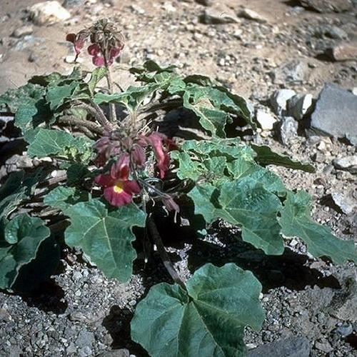 Proboscidea parviflora subsp. sinaloensis - Garden.org